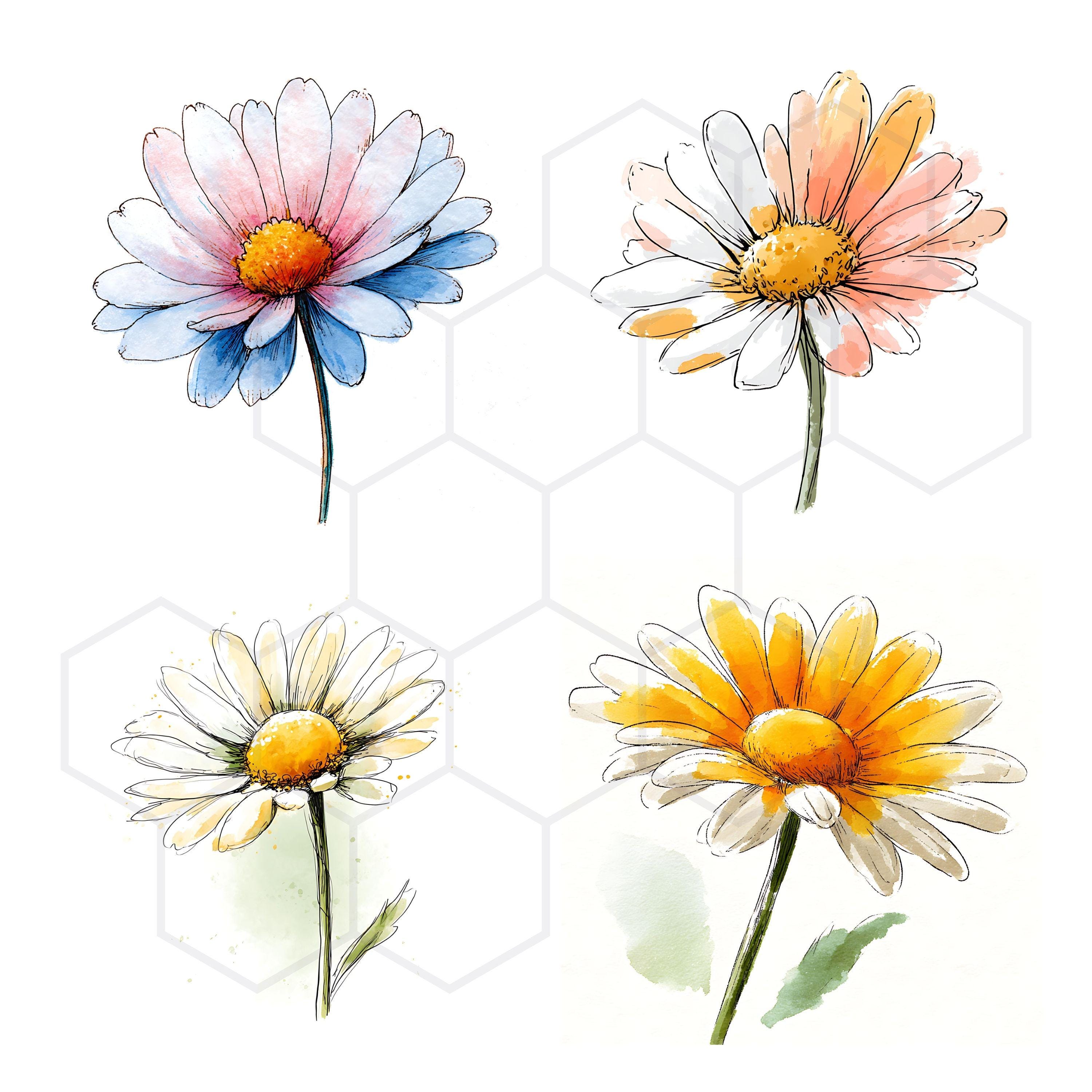 Watercolor Daisy Clipart Daisies Clip Art Spring Flower High Quality ...