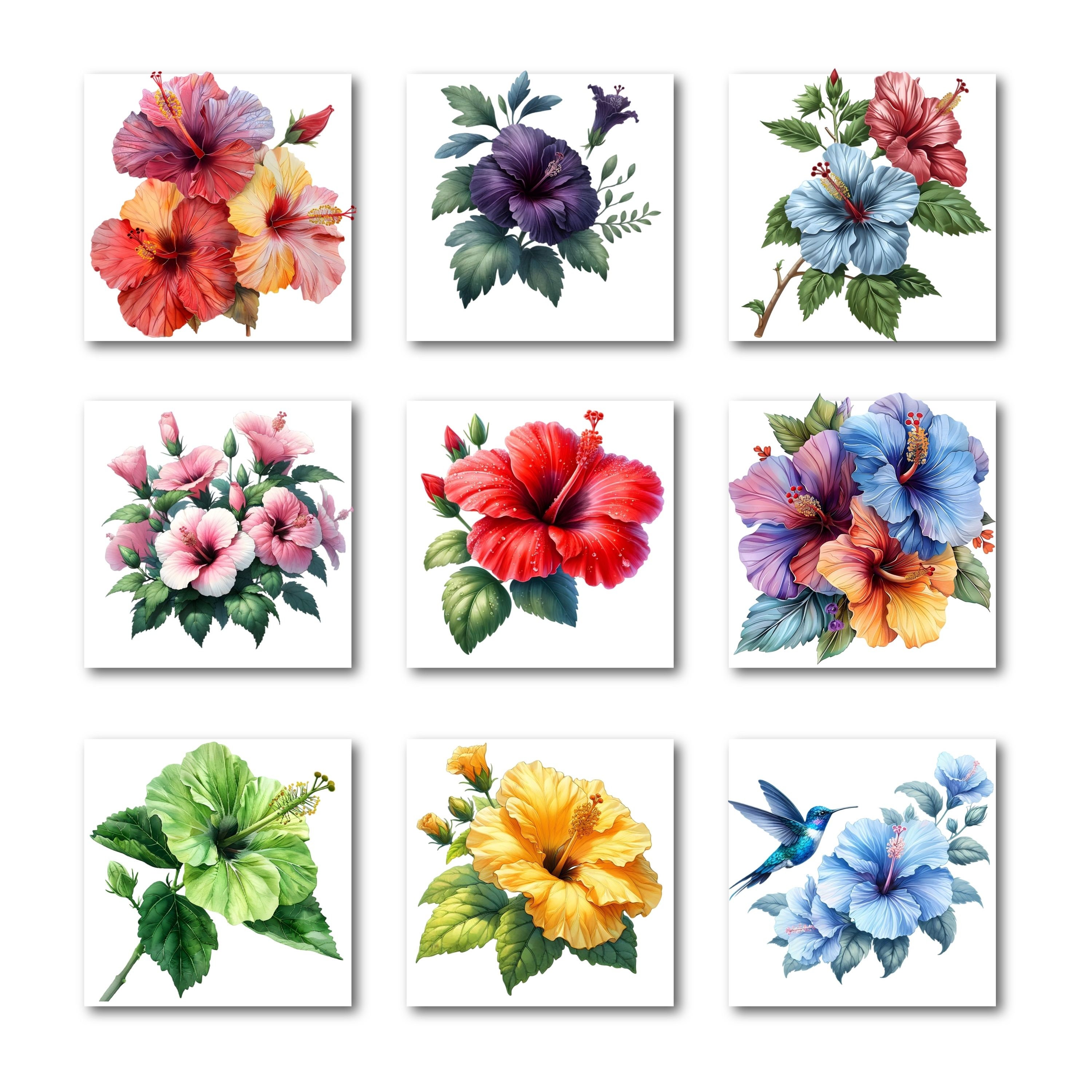Watercolor Hibiscus Clipart Bundle Rainbow Flower PNG Hummingbird ...