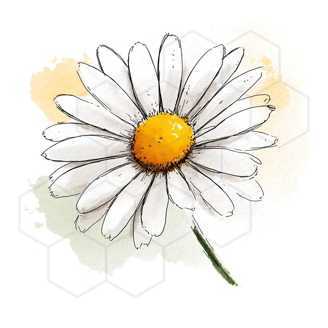 Watercolor Daisy Clipart Daisies Clip Art Spring Flower High Quality ...
