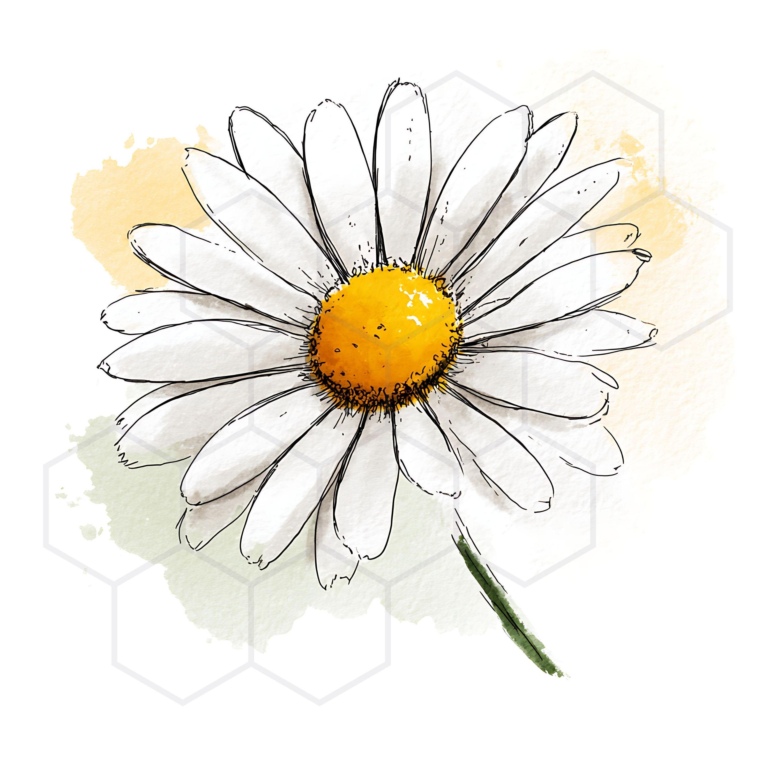Watercolor Daisy Clipart Daisies Clip Art Spring Flower High Quality ...
