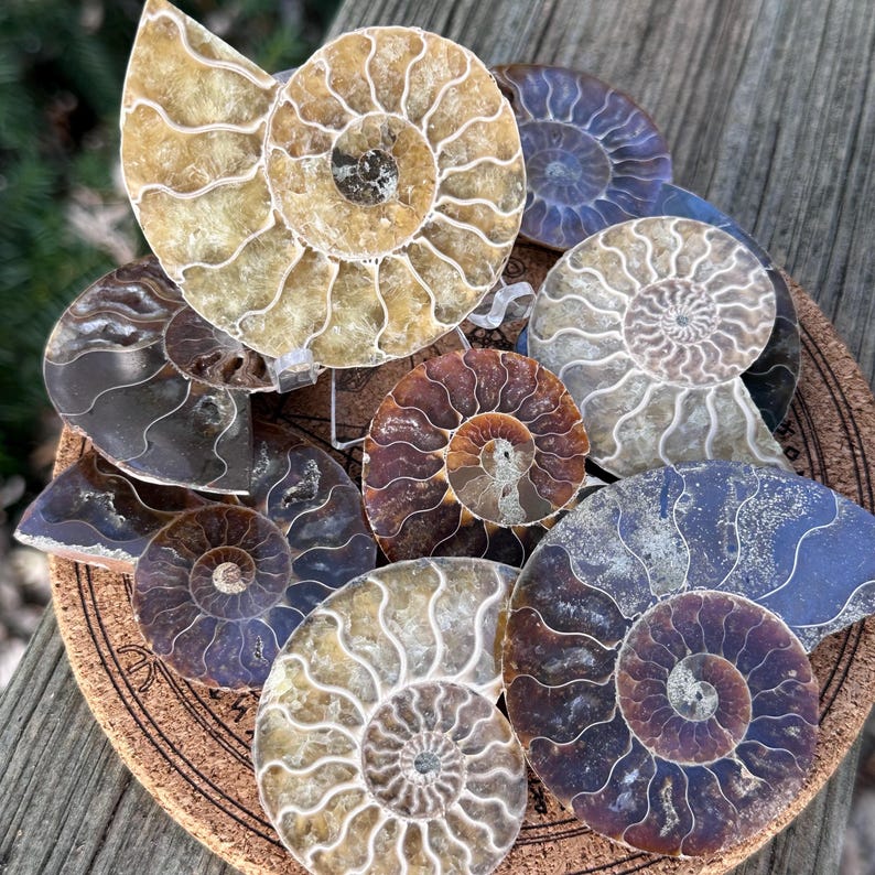 Natural Ammonite Fossil - Ancient Treasures for Your Collection - Etsy