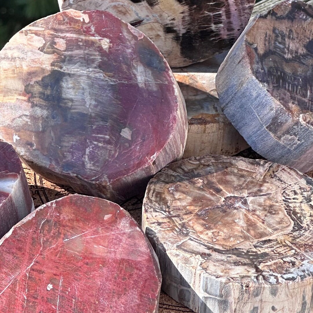 Petrified Wood Slices - Etsy