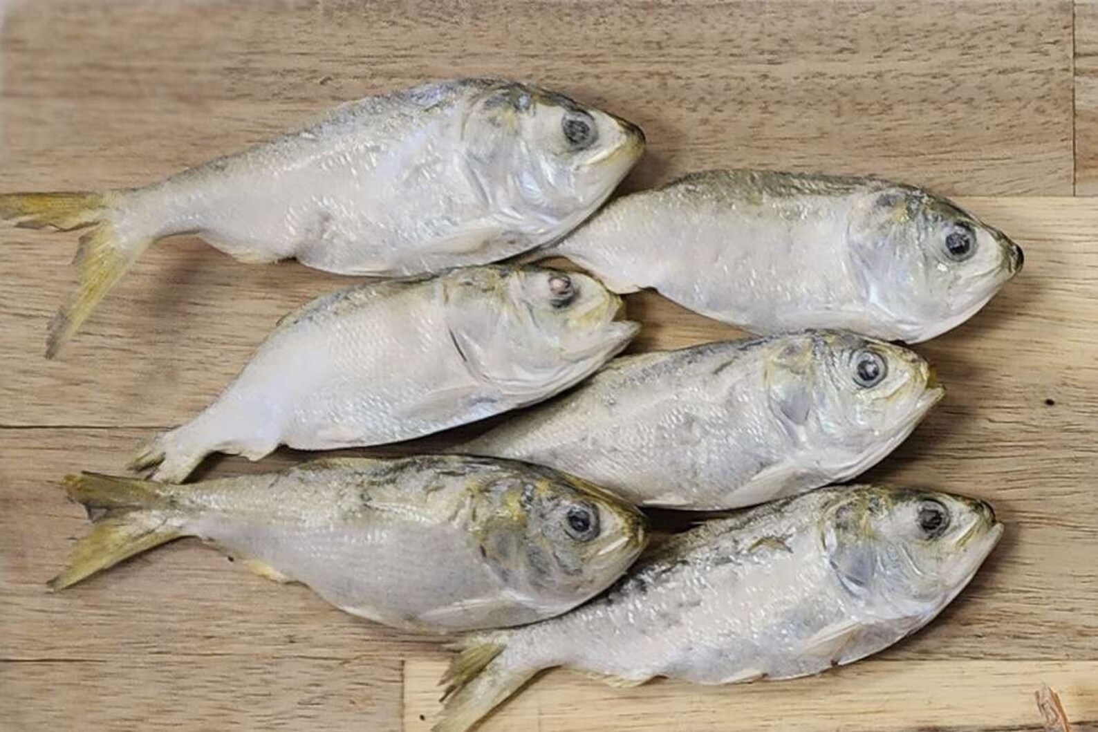Freeze Dried Menhaden 10 Pack (1oz) or 20pack (2oz) - Etsy