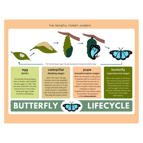 The Butterfly Lifecycle by the Peaceful Forest Academy - Etsy