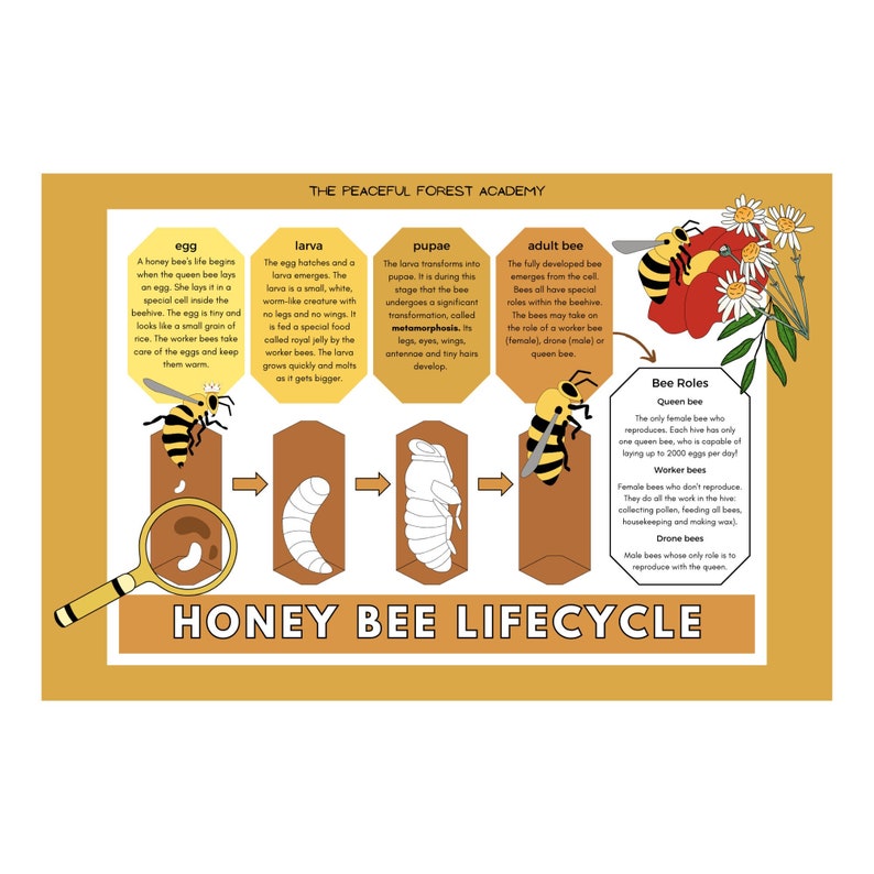 The Honey Bee Lifecycle Poster by the Peaceful Forest Academy - Etsy