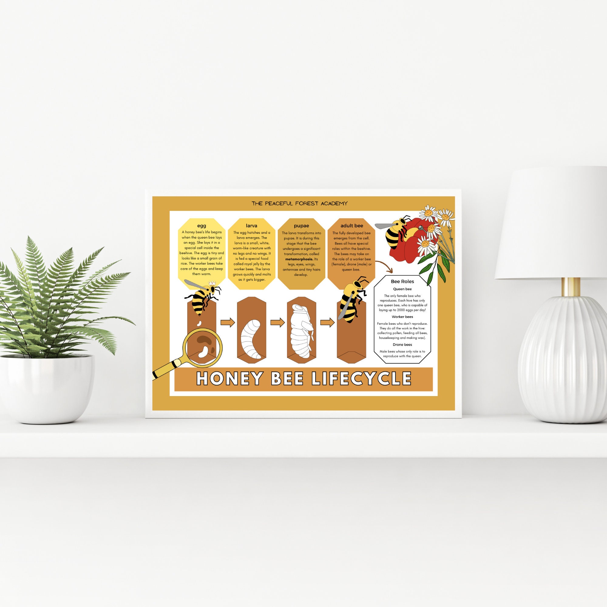 The Honey Bee Lifecycle Poster by the Peaceful Forest Academy - Etsy