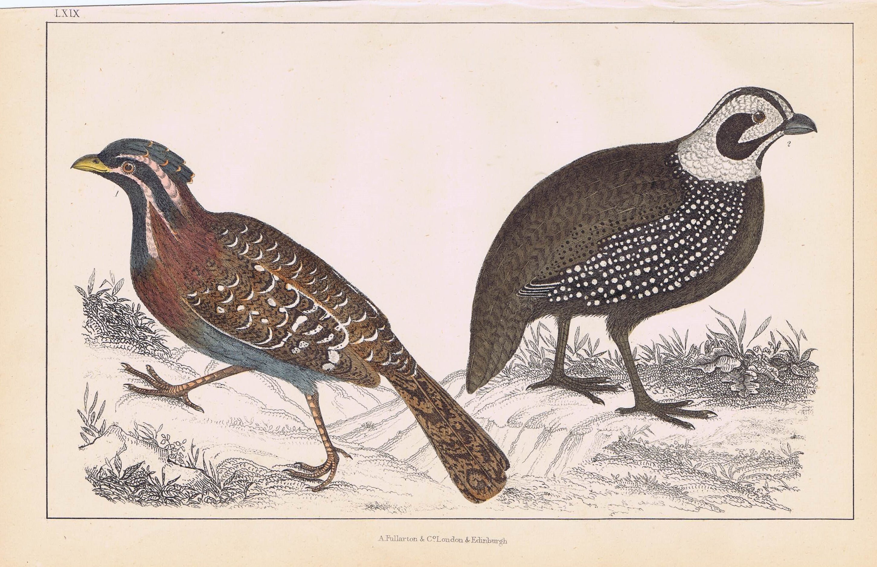 Quail, Partridge Pheasant, Original Hand Colored Engraving, Goldsmith ...