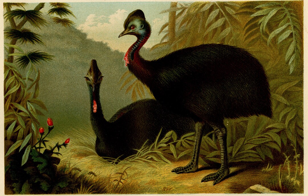 1895, Helmkasuar, Cassowary, Antique Colour Chromo-lithograph, Brehms ...