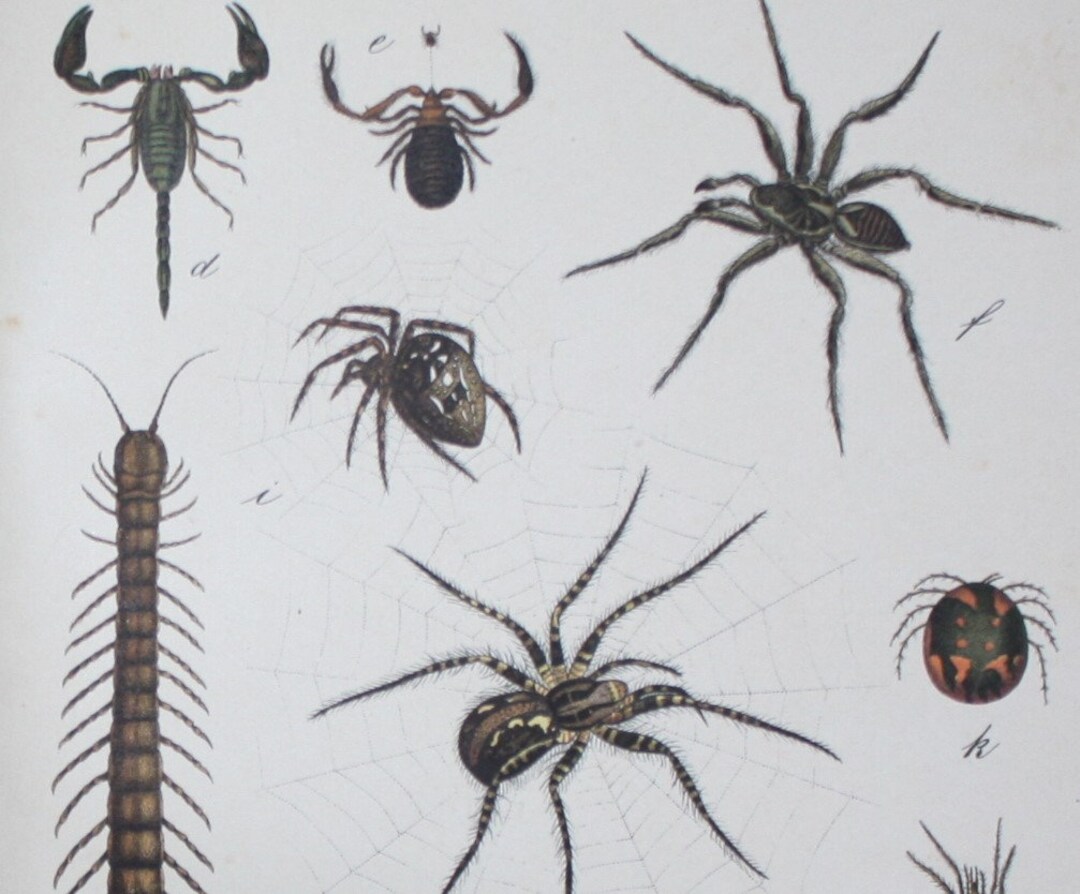 Spiders, Scorpion, Ticks, Mites, Flies, Flea, Antique Chromo Lithograph ...