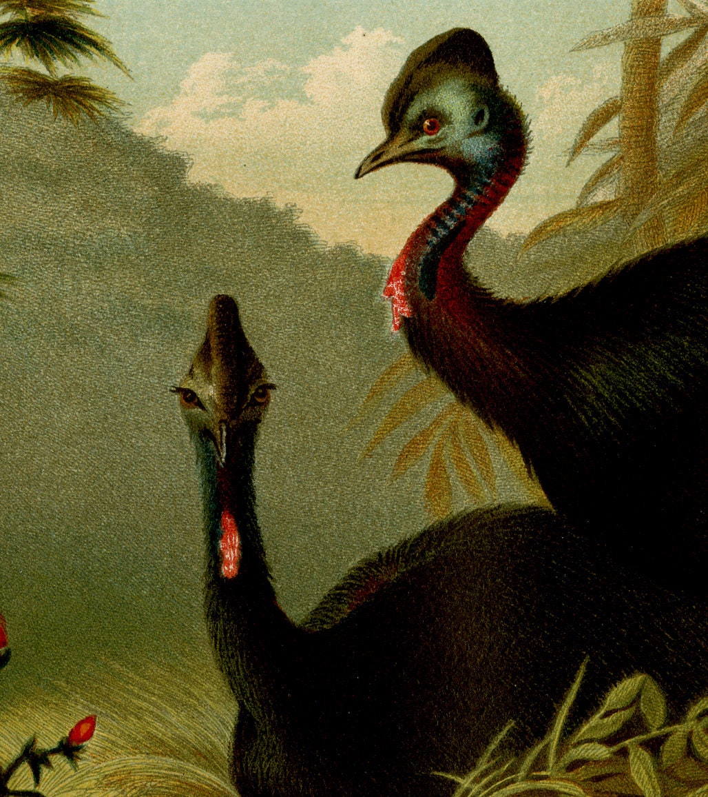 1895, Helmkasuar, Cassowary, Antique Colour Chromo-lithograph, Brehms ...