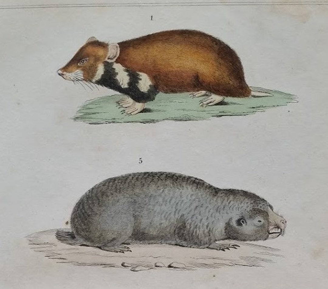 Hamster Mole Lemming Rodentshand-colored Steel Engraving - Etsy
