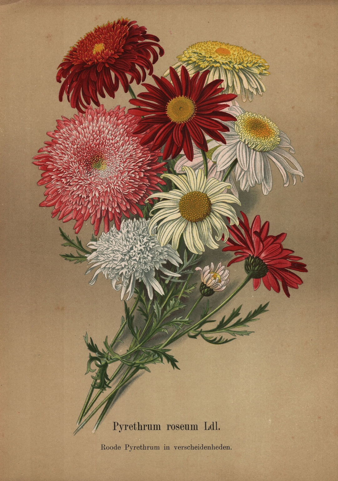 1900, Pyrethrum Roseum, Chrysant, Chrysanthemum, Botanical Color Chromo ...