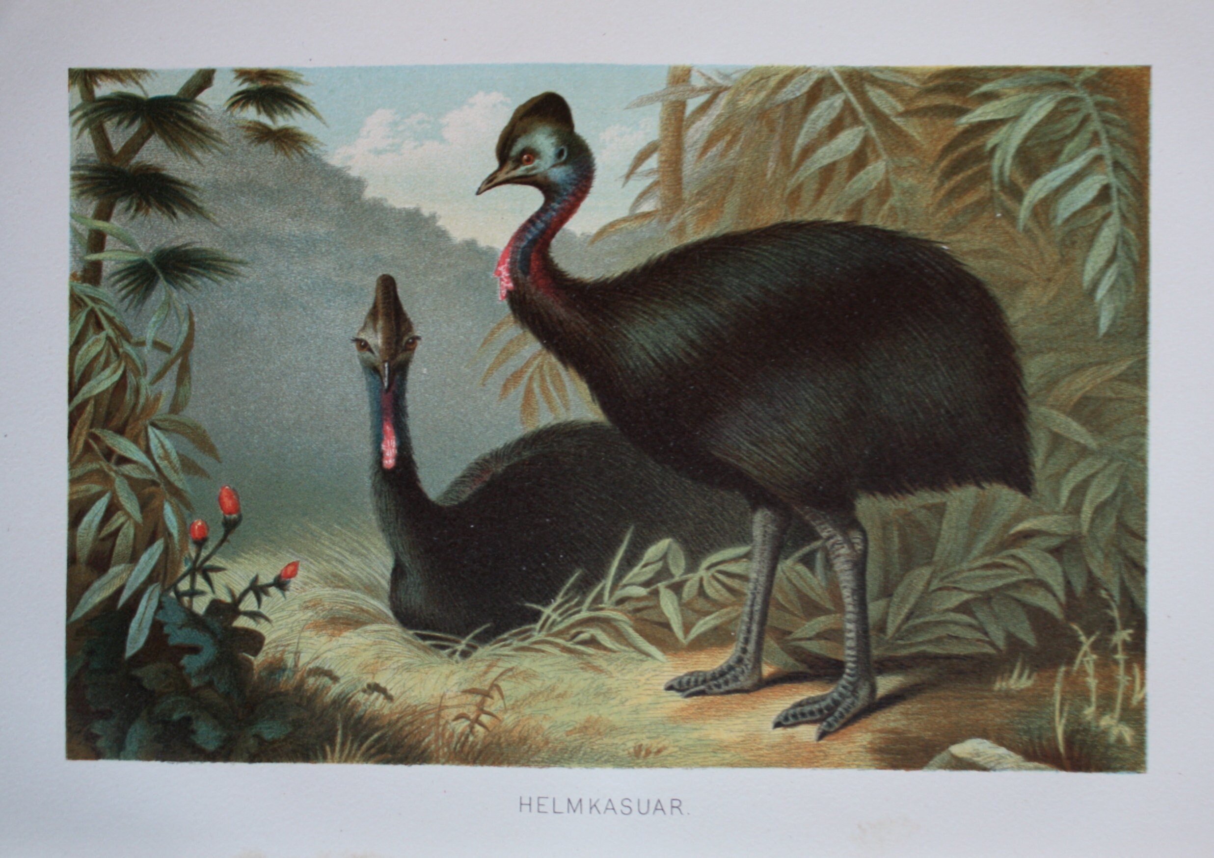 1895 Helmkasuar Cassowary Antique Colour Chromo-lithograph - Etsy