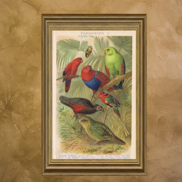 Antique Parrot Print - Etsy