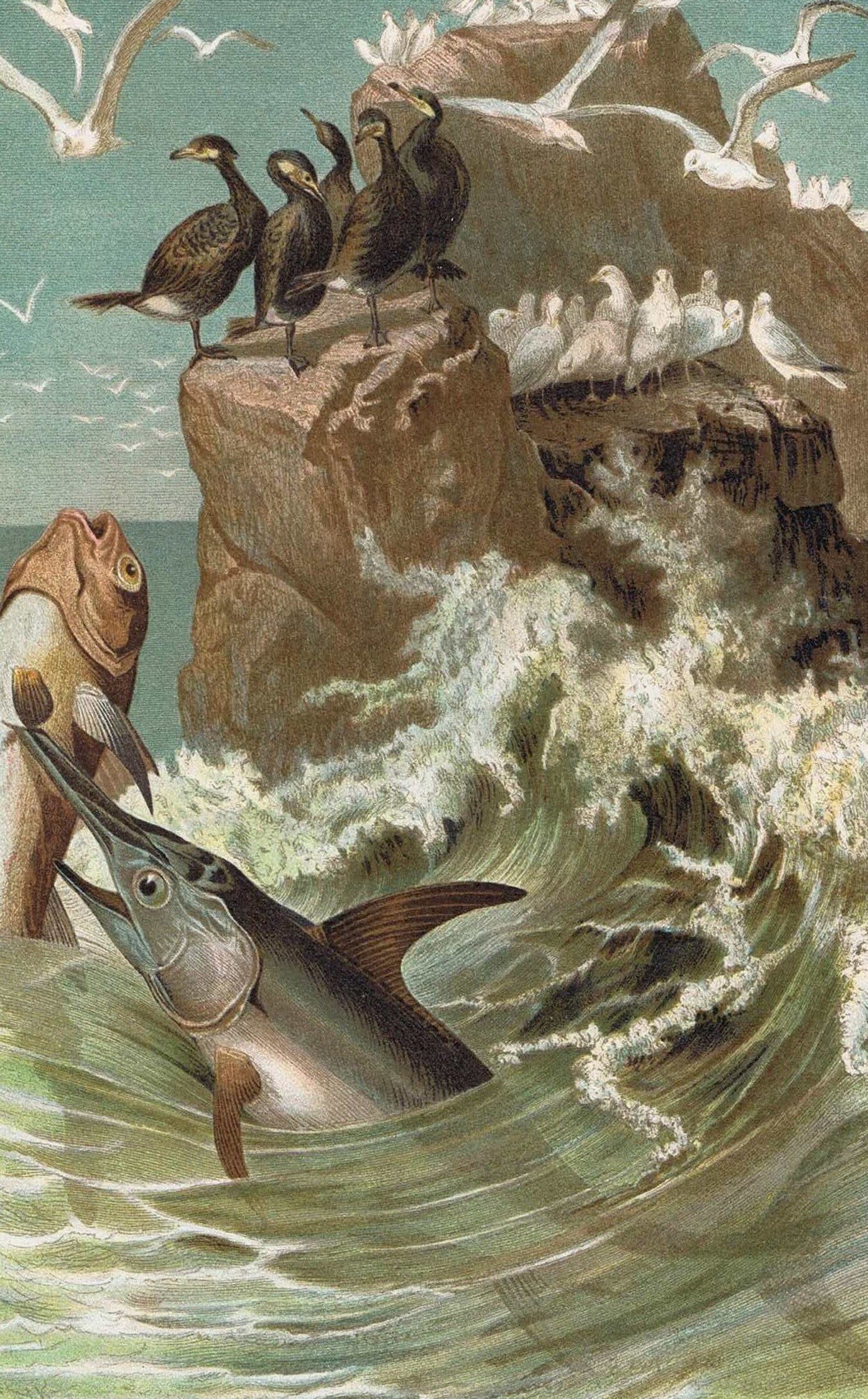 Schwertfisch, SWORDFISH-BROADBILL-FISH, Antique Colour Chromo ...