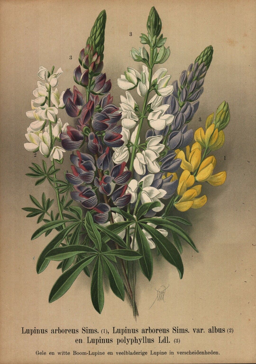 1900 Lupine Lupinus Arboreus Botanical Flower Color Chromo - Etsy