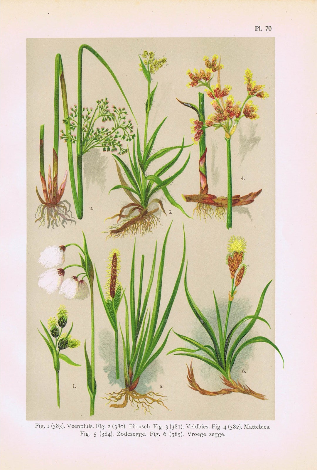 1919 Peat Fluff Sedge Field Rush Antique Color Chromo - Etsy