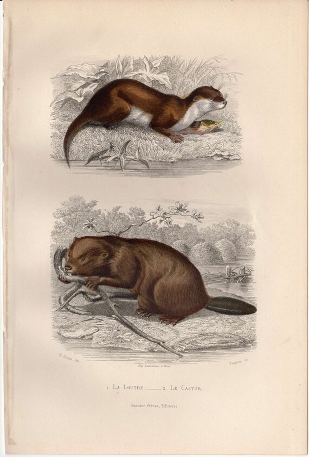 Otter, Bever, L'outre, Le Castor, Antique Hand-colored Engraving ...