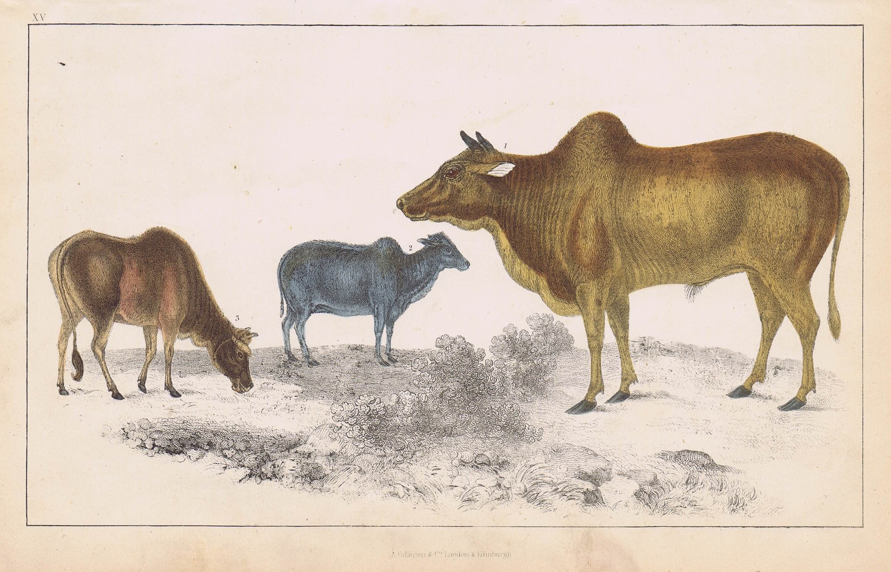 1850 1. Common Zebu male 2. Common Zebu female 3. Small - Etsy