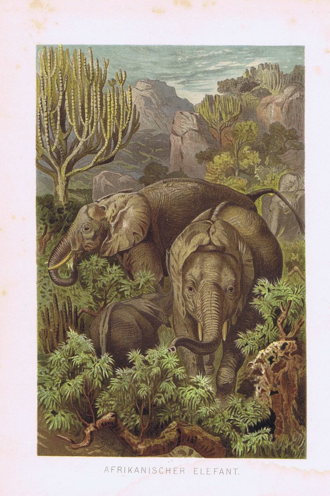 African Elephant, Elefant, Afrikaanse Olifant, Antique Colour Chromo ...