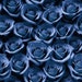 Abstract Blue Roses - 11 Patterns Digital Paper (seamless) - Etsy