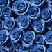 Abstract Blue Roses - 11 Patterns Digital Paper (seamless) - Etsy