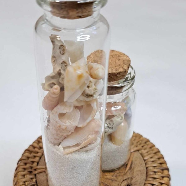 Seashells and Sand - Etsy