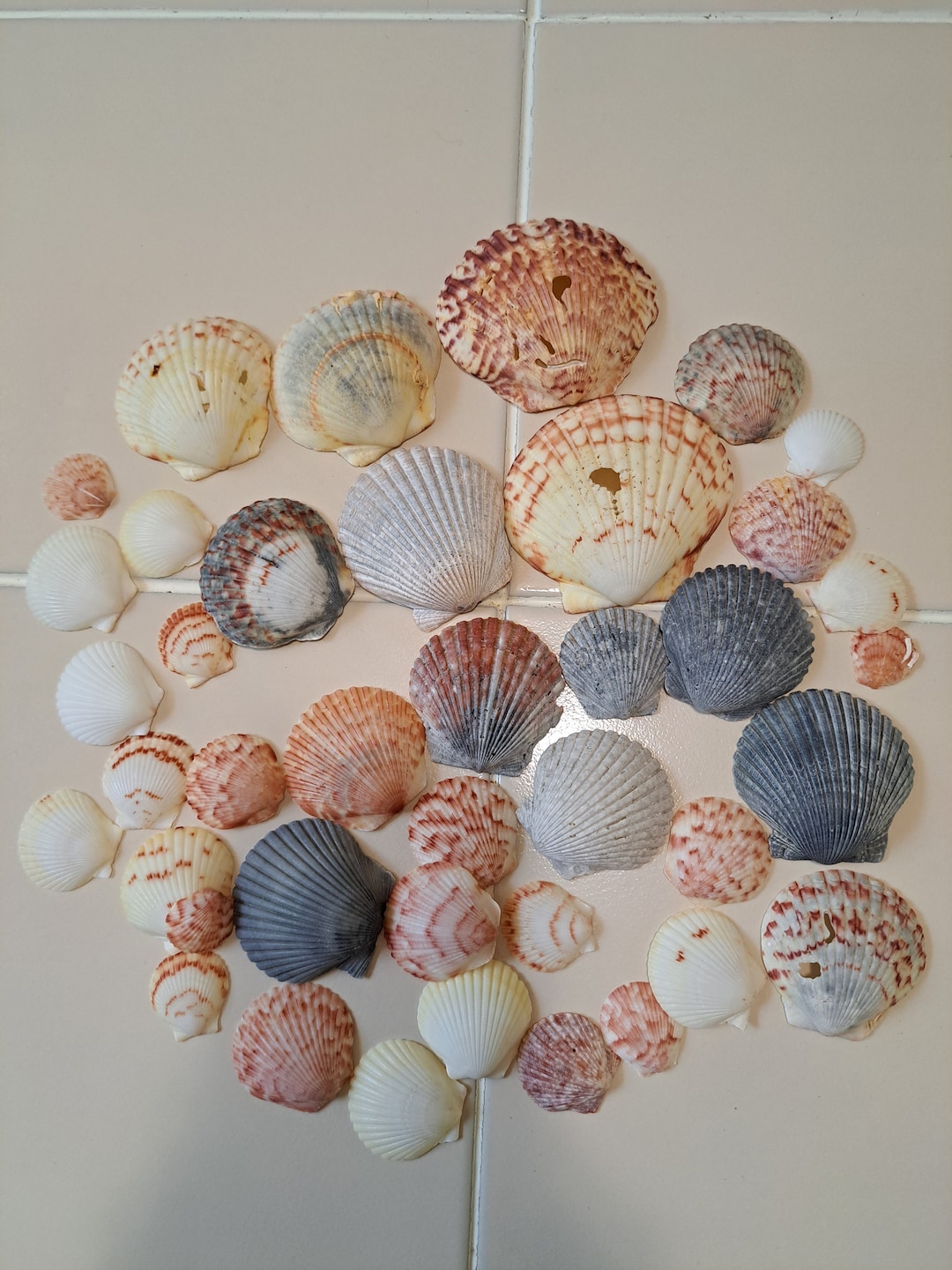 Pensacola Beach Natural Scallop Shell Lot of 55, Real Seashells ...