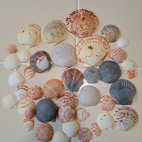 Real Seashells - Etsy