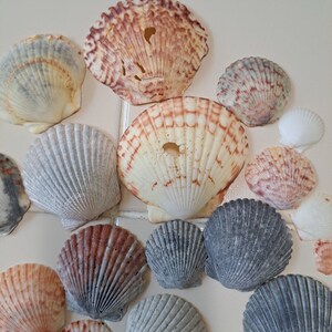 Pensacola Beach Natural Scallop Shell Lot of 55, Real Seashells ...