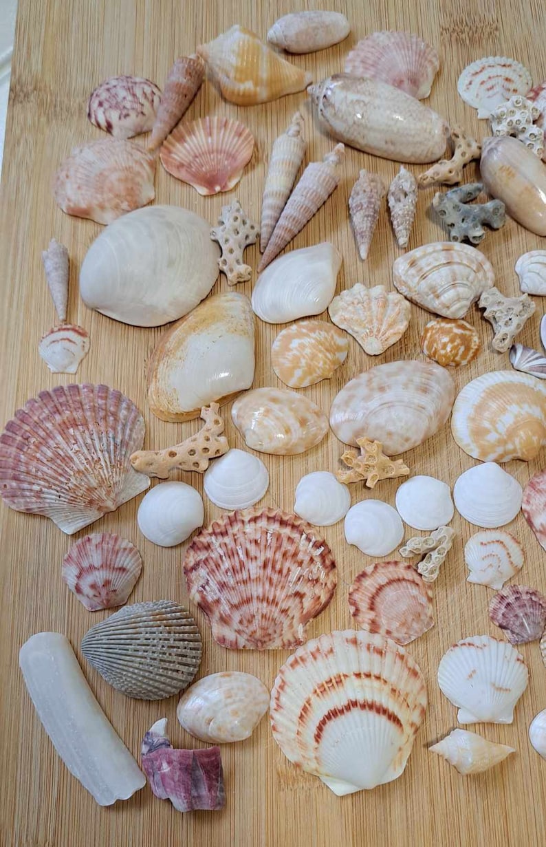 Real Handpicked Seashell Variety Bag 80 Shells Pensacola Beach Florida ...