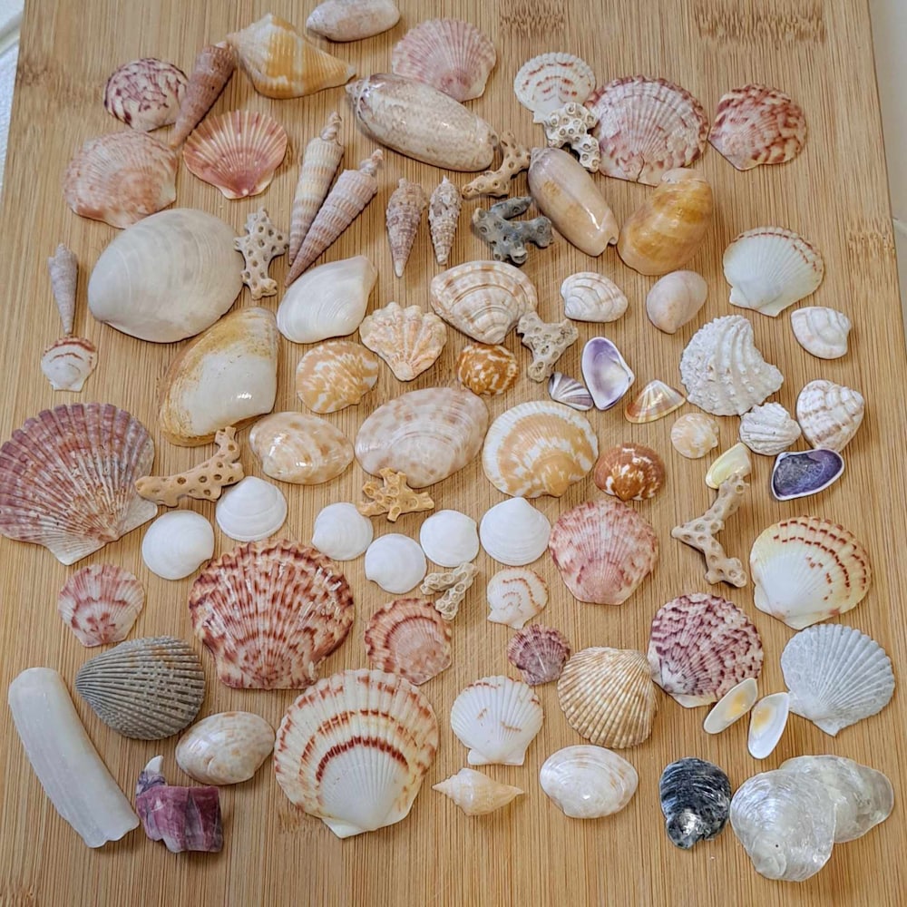 SeashellSheryl - Etsy