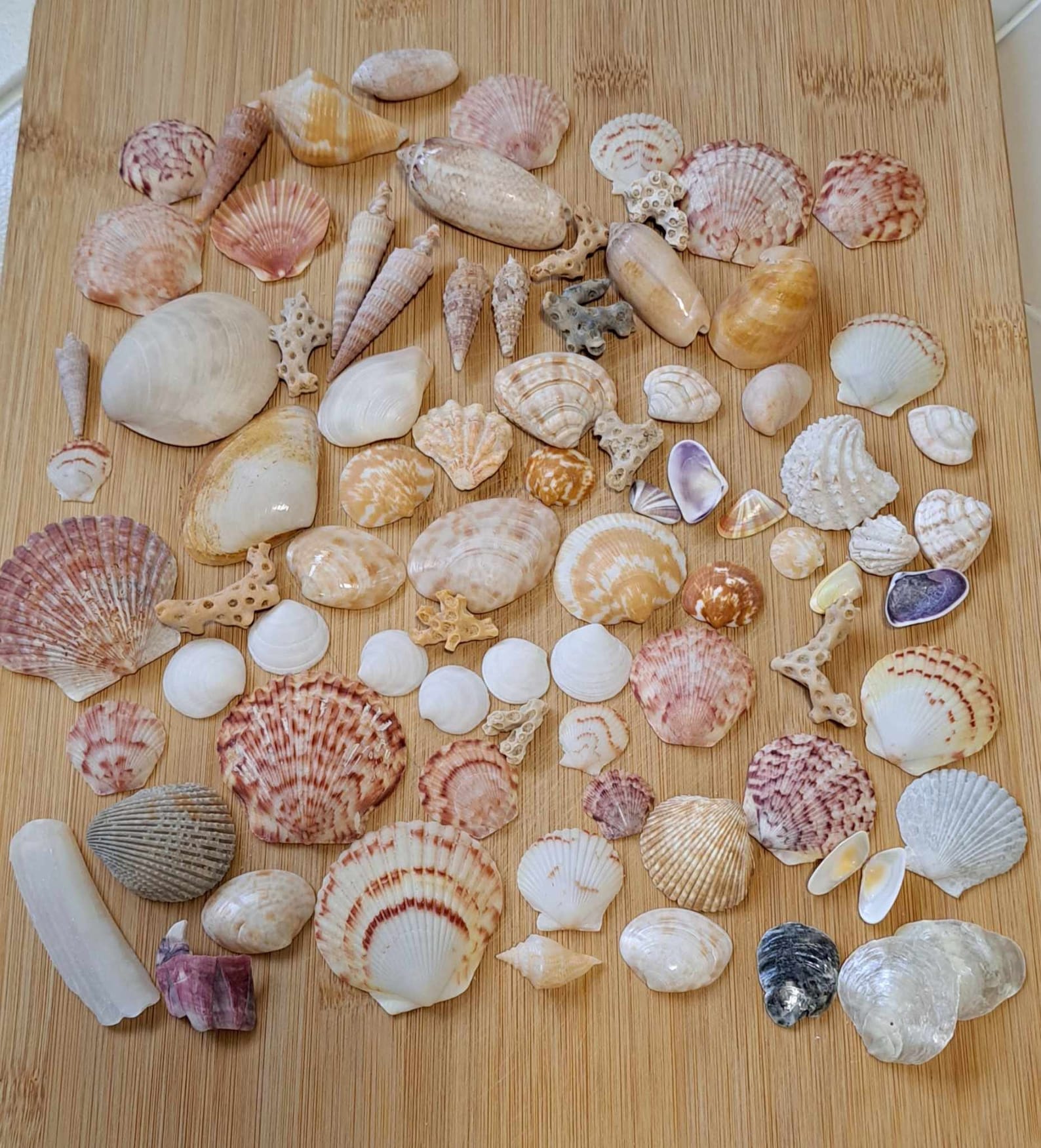 Real Handpicked Seashell Variety Bag 80 Shells Pensacola Beach Florida ...