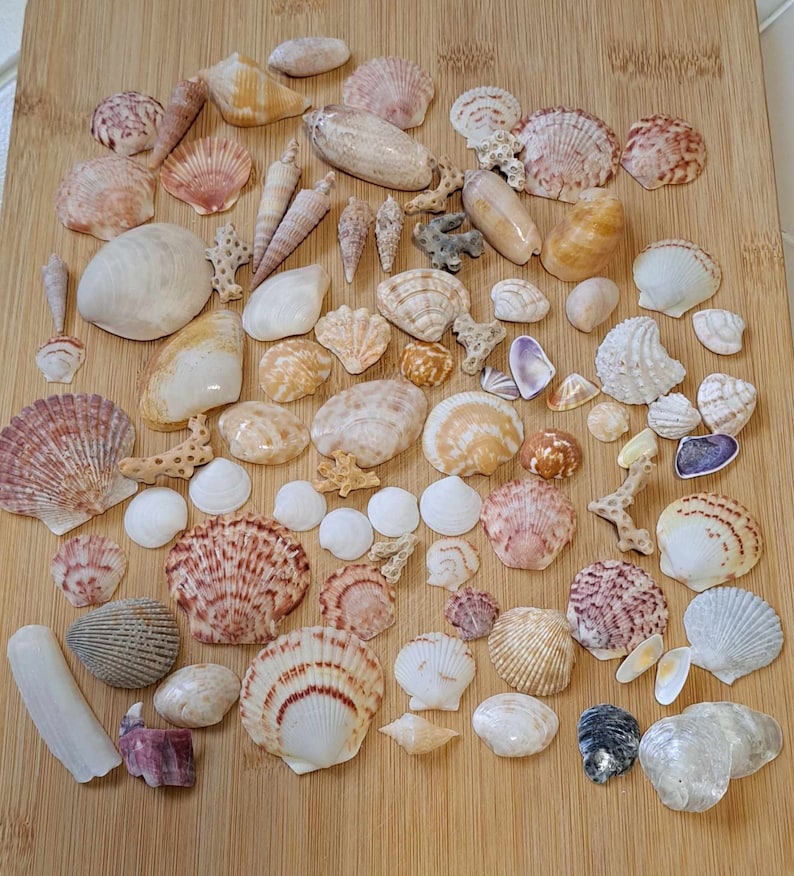 Real Handpicked Seashell Variety Bag 80 Shells Pensacola Beach Florida ...
