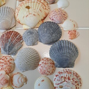 Pensacola Beach Natural Scallop Shell Lot of 55, Real Seashells ...