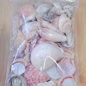 Real Handpicked Seashell Variety Bag 80 Shells Pensacola Beach Florida ...