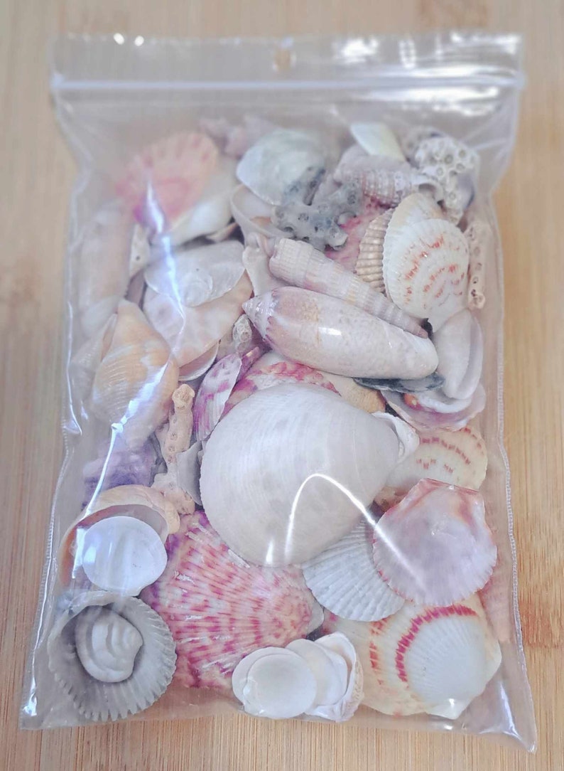 Real Handpicked Seashell Variety Bag 80 Shells Pensacola Beach Florida ...