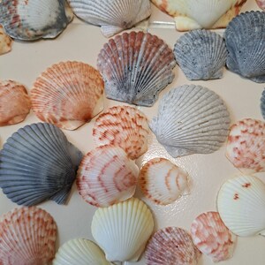 Pensacola Beach Natural Scallop Shell Lot of 55, Real Seashells ...