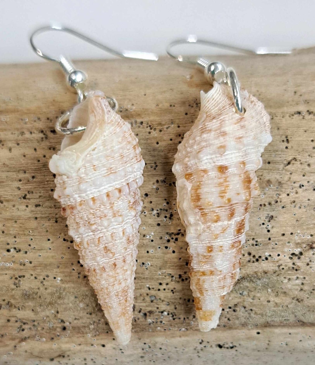 Variety Real Florida Seashell Earrings Calico Clam Cerith Shells ...