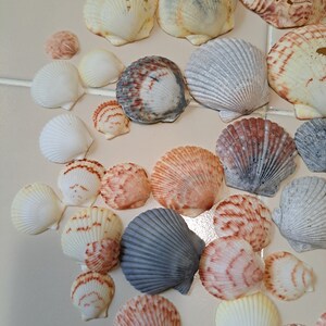 Pensacola Beach Natural Scallop Shell Lot of 55, Real Seashells ...
