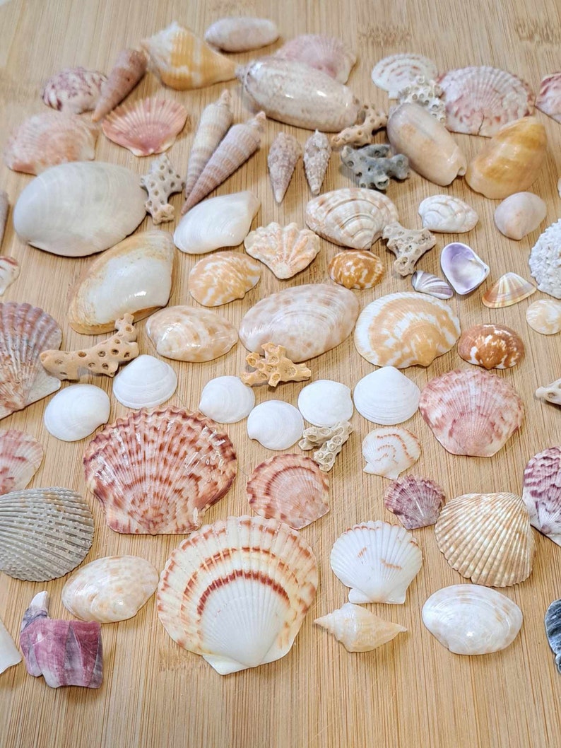 Real Handpicked Seashell Variety Bag 80 Shells Pensacola Beach Florida ...