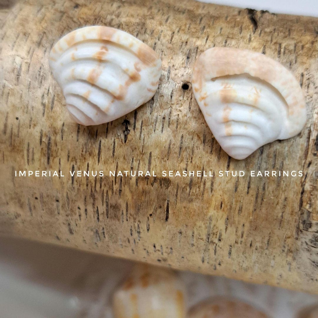 Beach Seashell Stud Earrings, Ocean Theme Jewlery, Imperial Venus ...