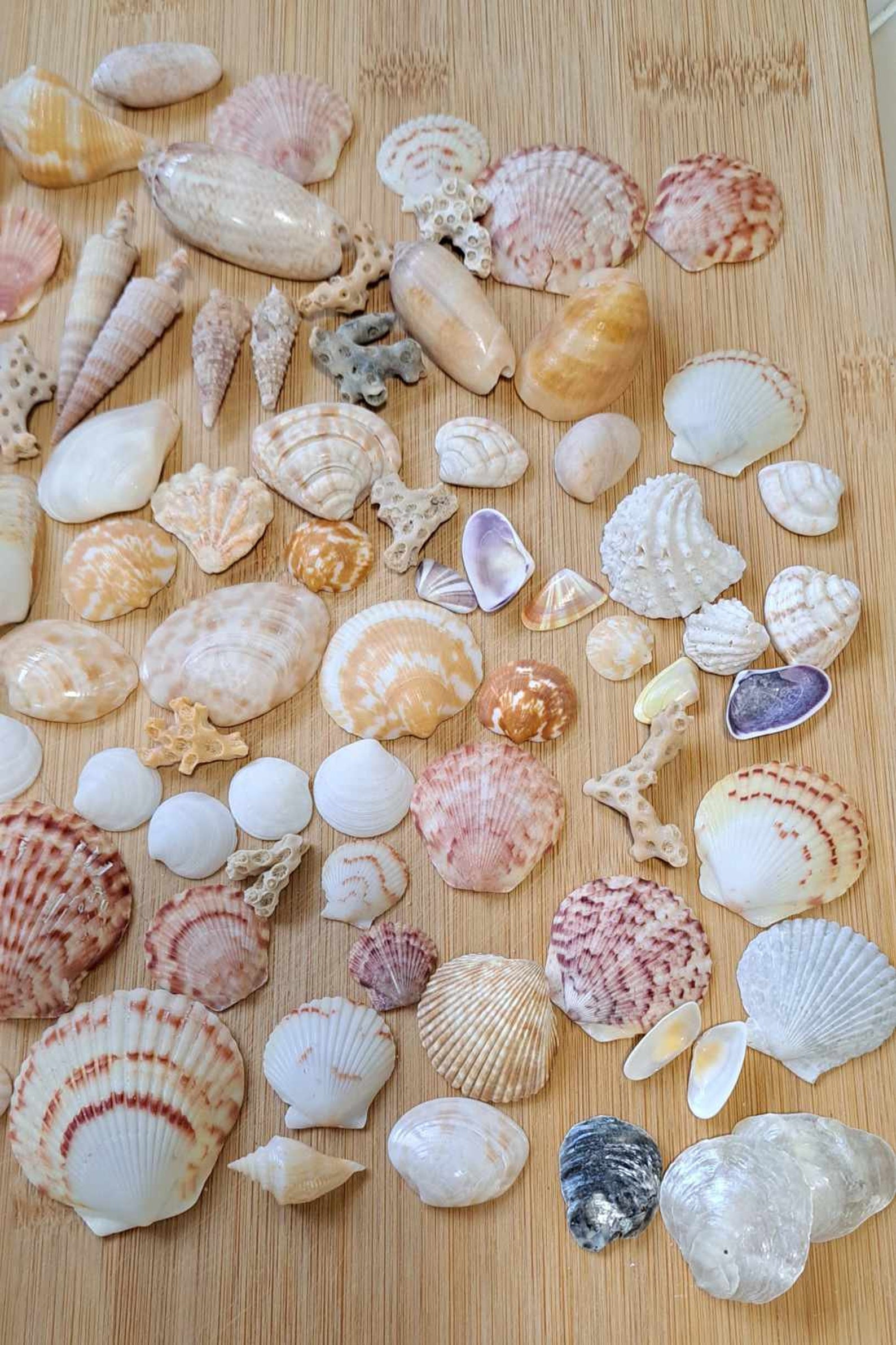 Real Handpicked Seashell Variety Bag 80 Shells Pensacola Beach Florida ...
