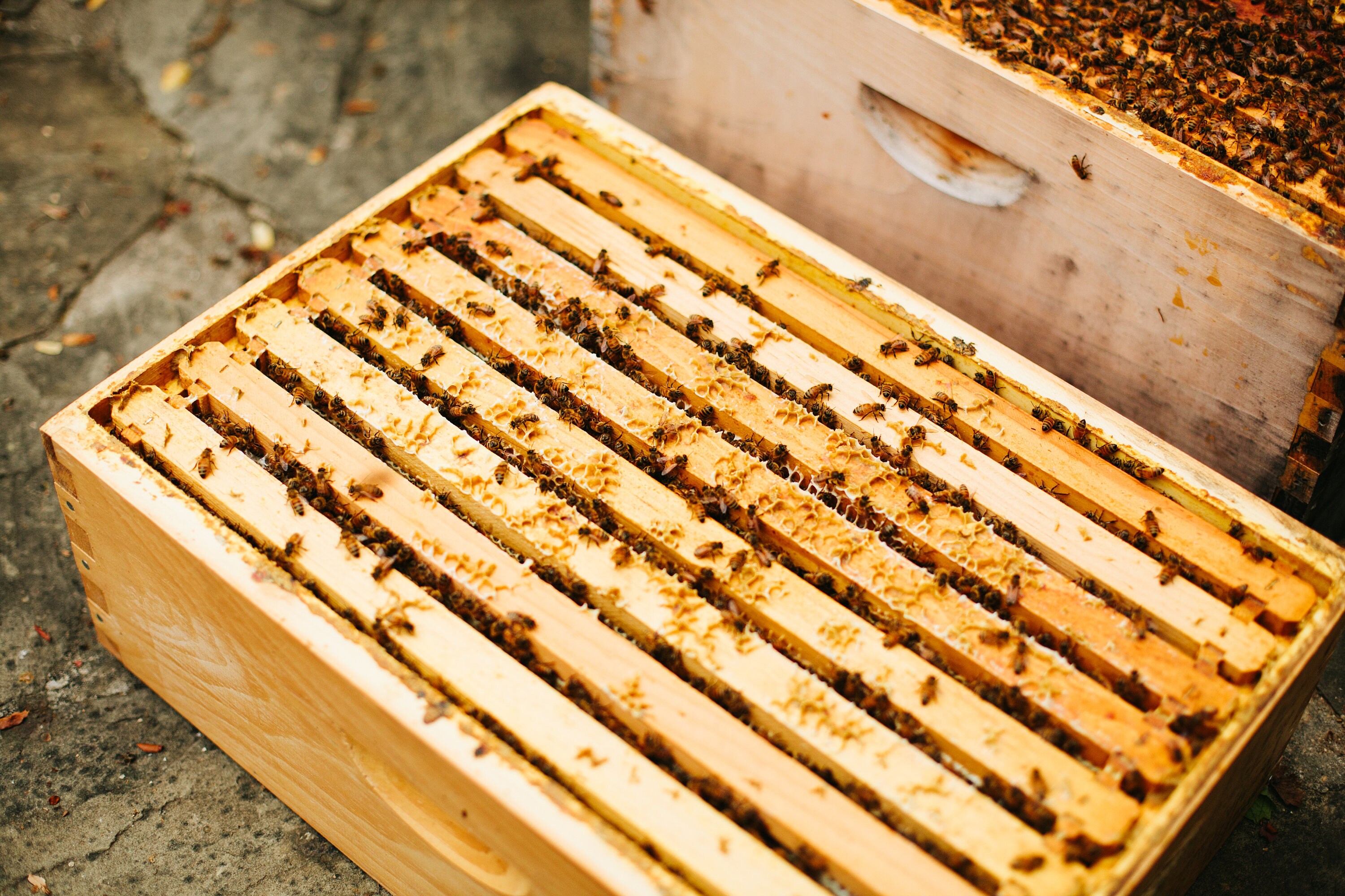 Honey Beehive: Beekeeping Art Print, Pink Beekeeper Print, Printable ...