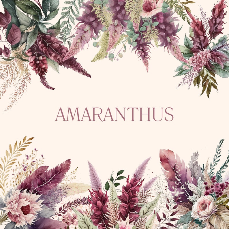 Watercolor Amaranthus Floral Clipart - Amaranthus Clipart - Premade ...