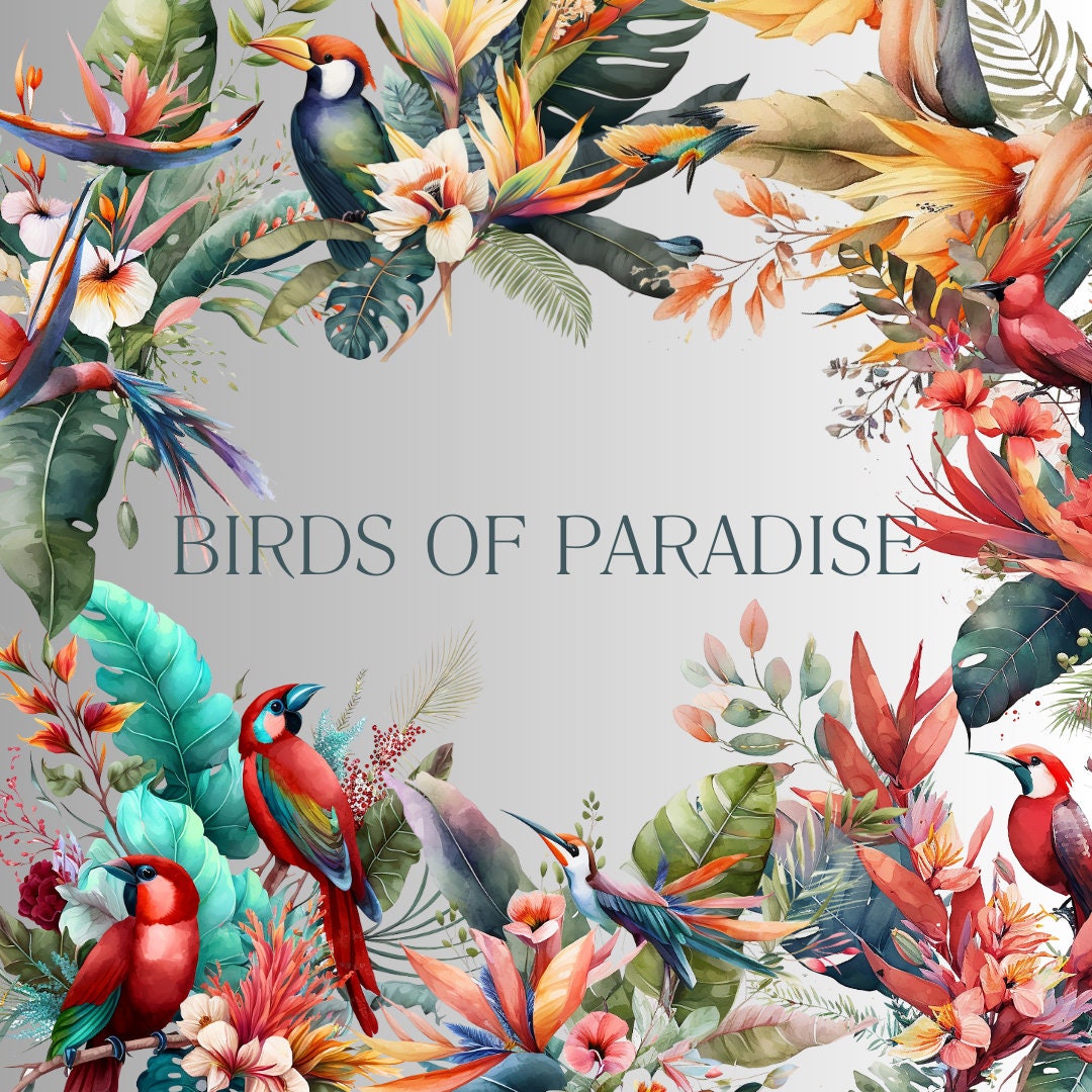 Watercolor Bird's of Paradise Floral Clipart - Tropical Bird's of ...