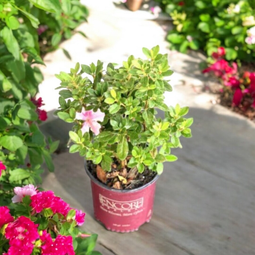 Autumn Twist Azalea | Outdoor Plant | Housewarming Gift | Landscaping ...