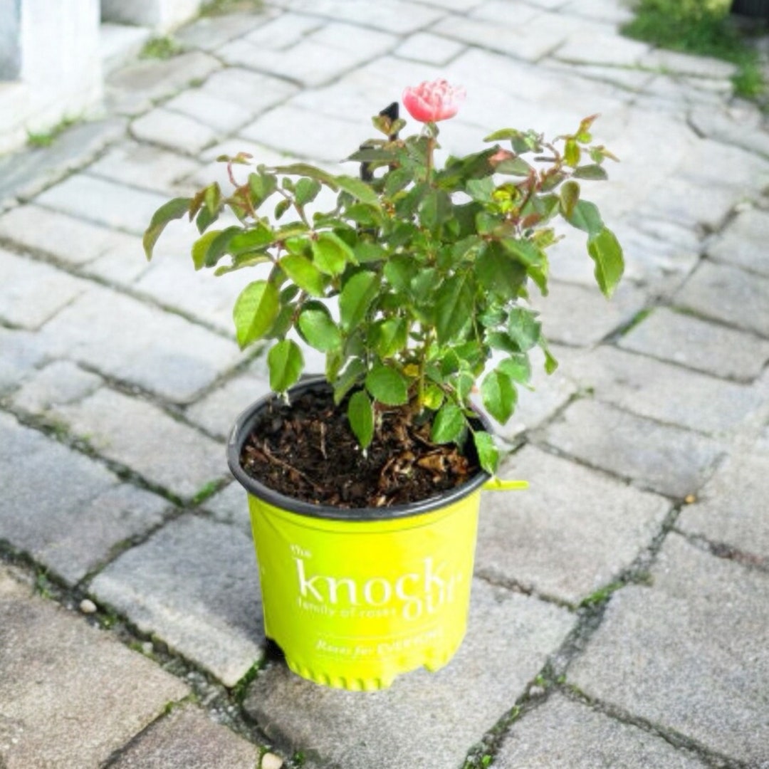 Peachy Knockout Rose | Outdoor Plant | Housewarming Gift | Landscaping ...