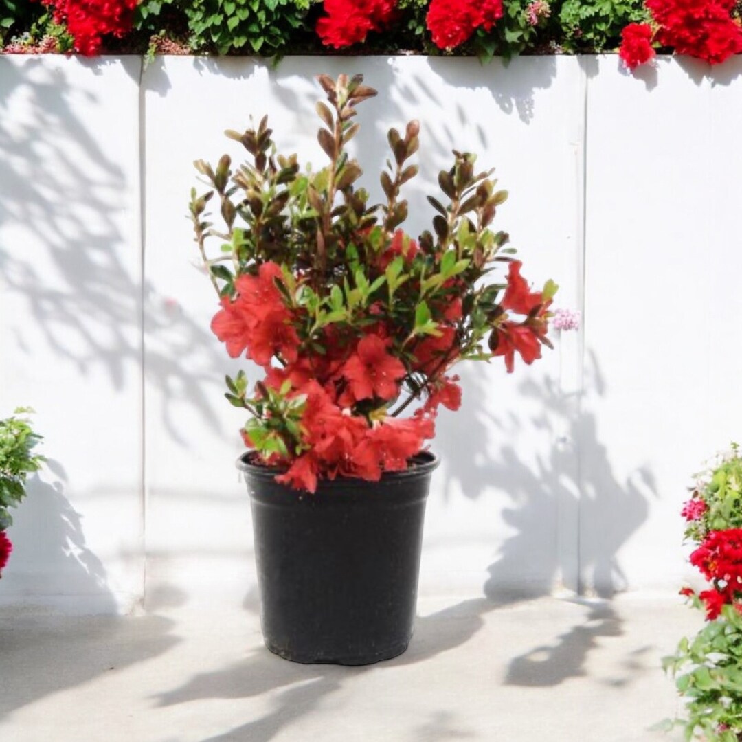 Fashion Azalea | Outdoor Plant | Housewarming Gift | Landscaping and ...