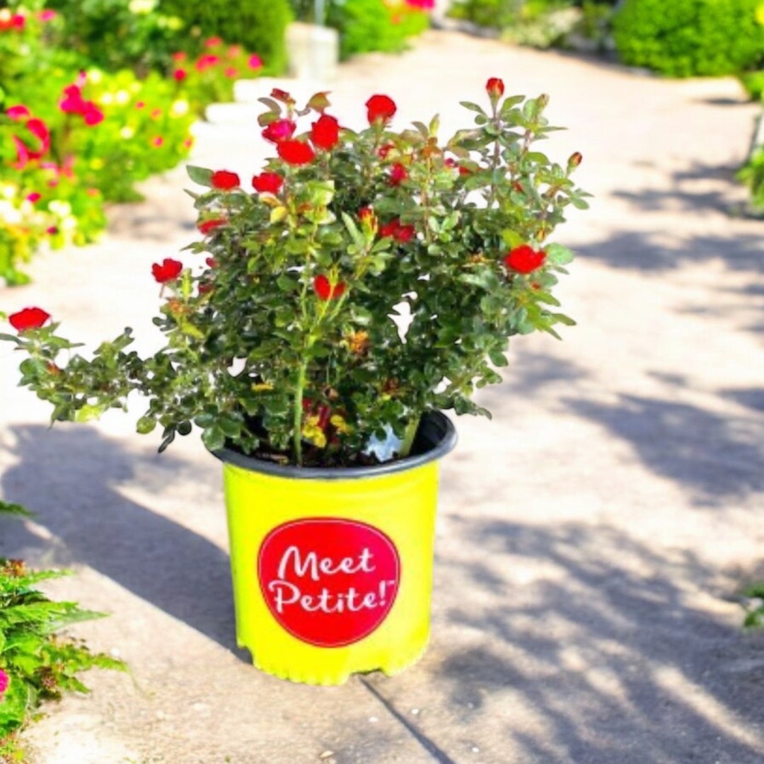 Meet Petite Knockout Rose | Outdoor Plant | Housewarming Gift ...